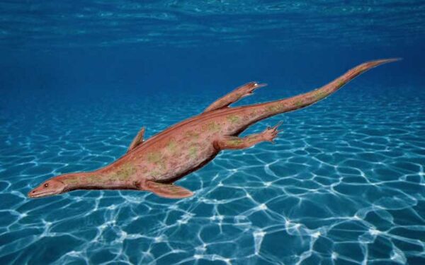 Lariosauro o Lariosaurus Dinosauro Marino / Acquatico - Dinosauri360